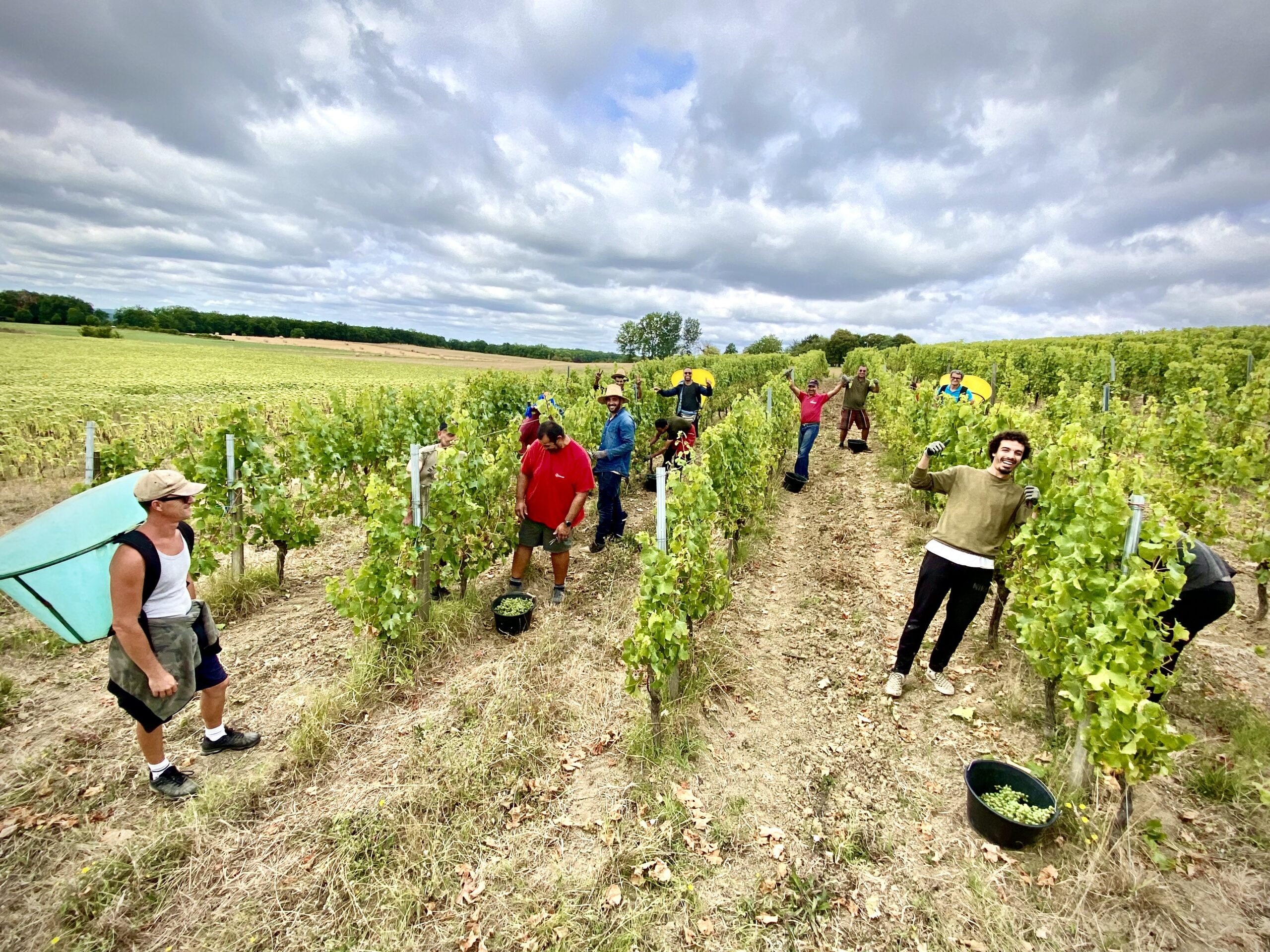 Le Verjus millésime 2023 se récolte maintenant | Verjus du Siorac